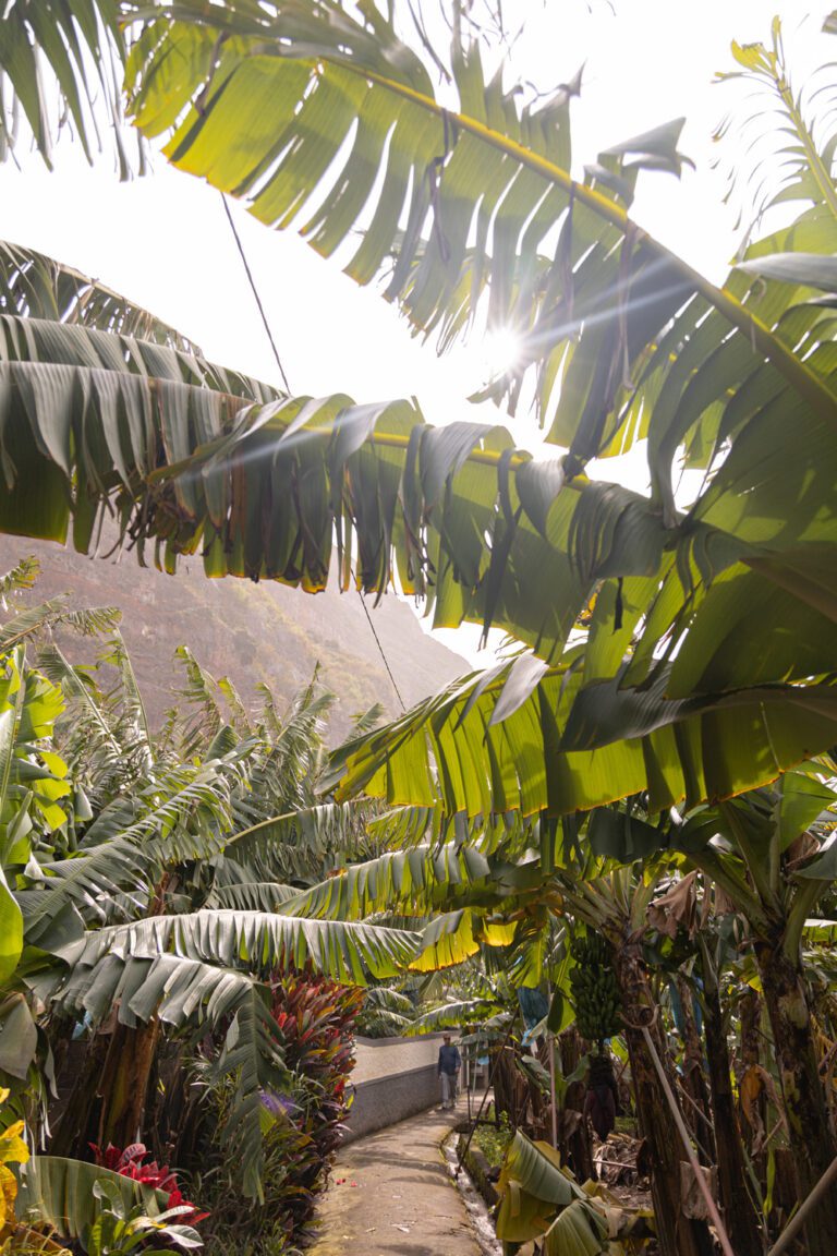 Walk between the banana plants in Madalena do Mar, Madeira