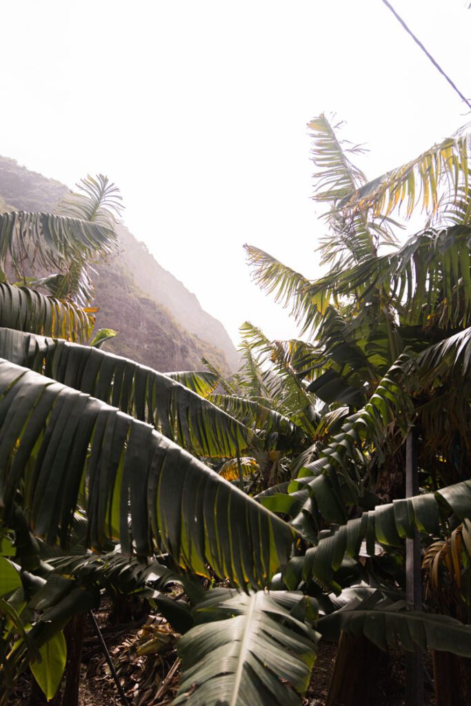 Walk between the banana plants in Madalena do Mar, Madeira