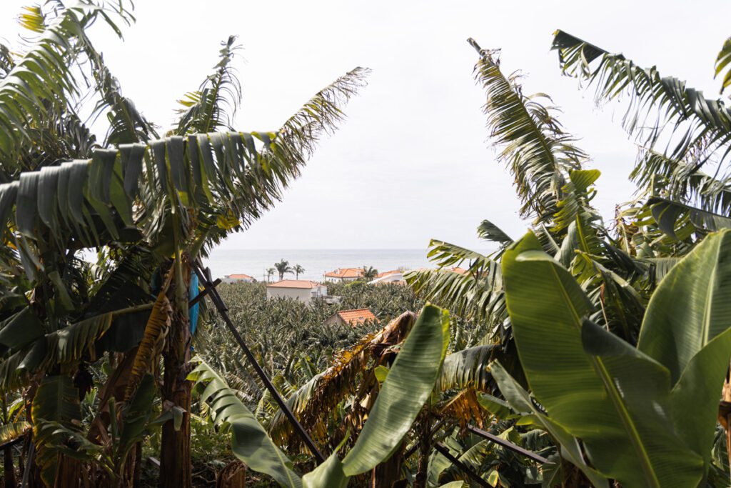 Walk between the banana plants in Madalena do Mar, Madeira